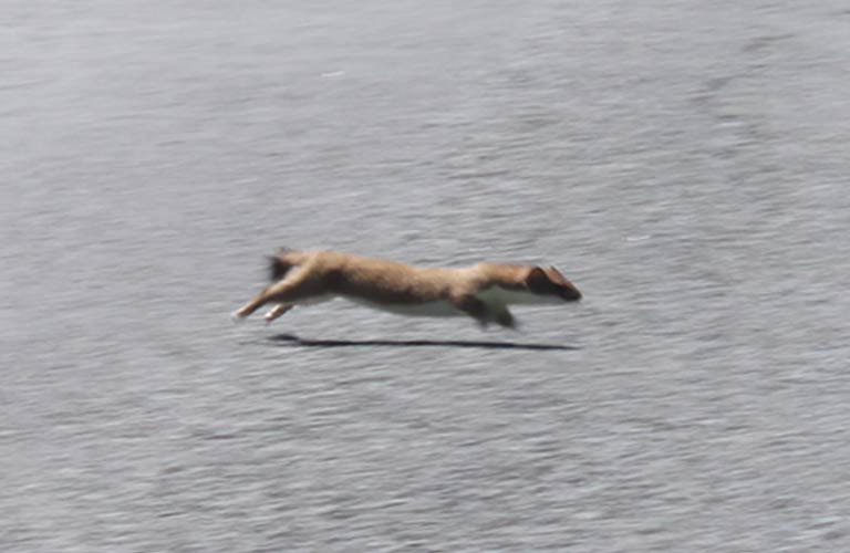 What's that creature? A swift stoat sighting